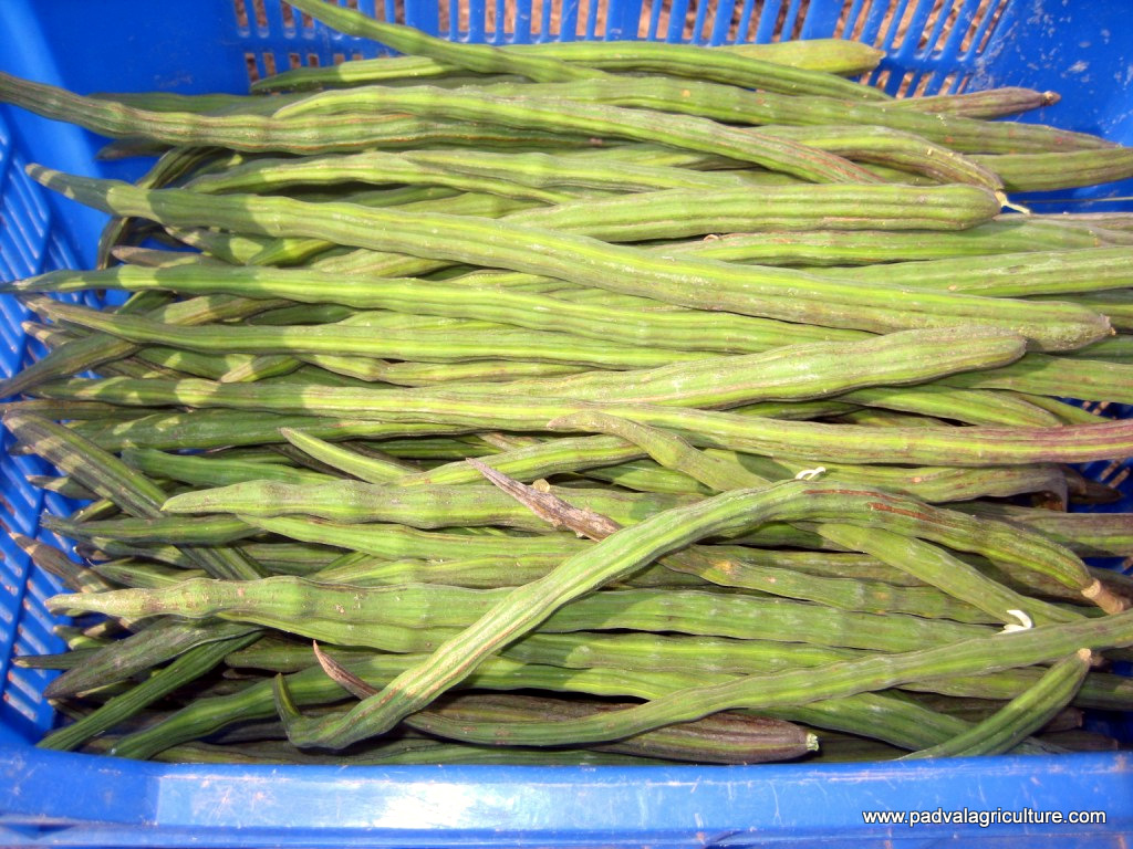 PADVAL AGRICULTURE AND FARM ENTERPRISES: Vegetable Farming